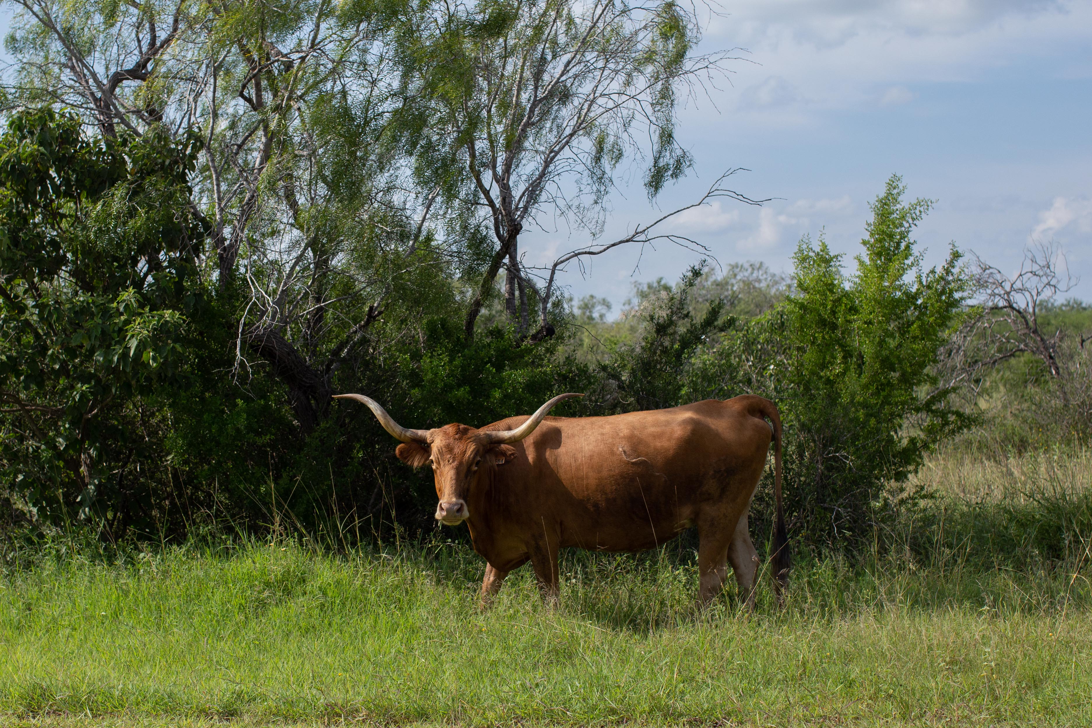 Longhorn – San Vicente Ranch
