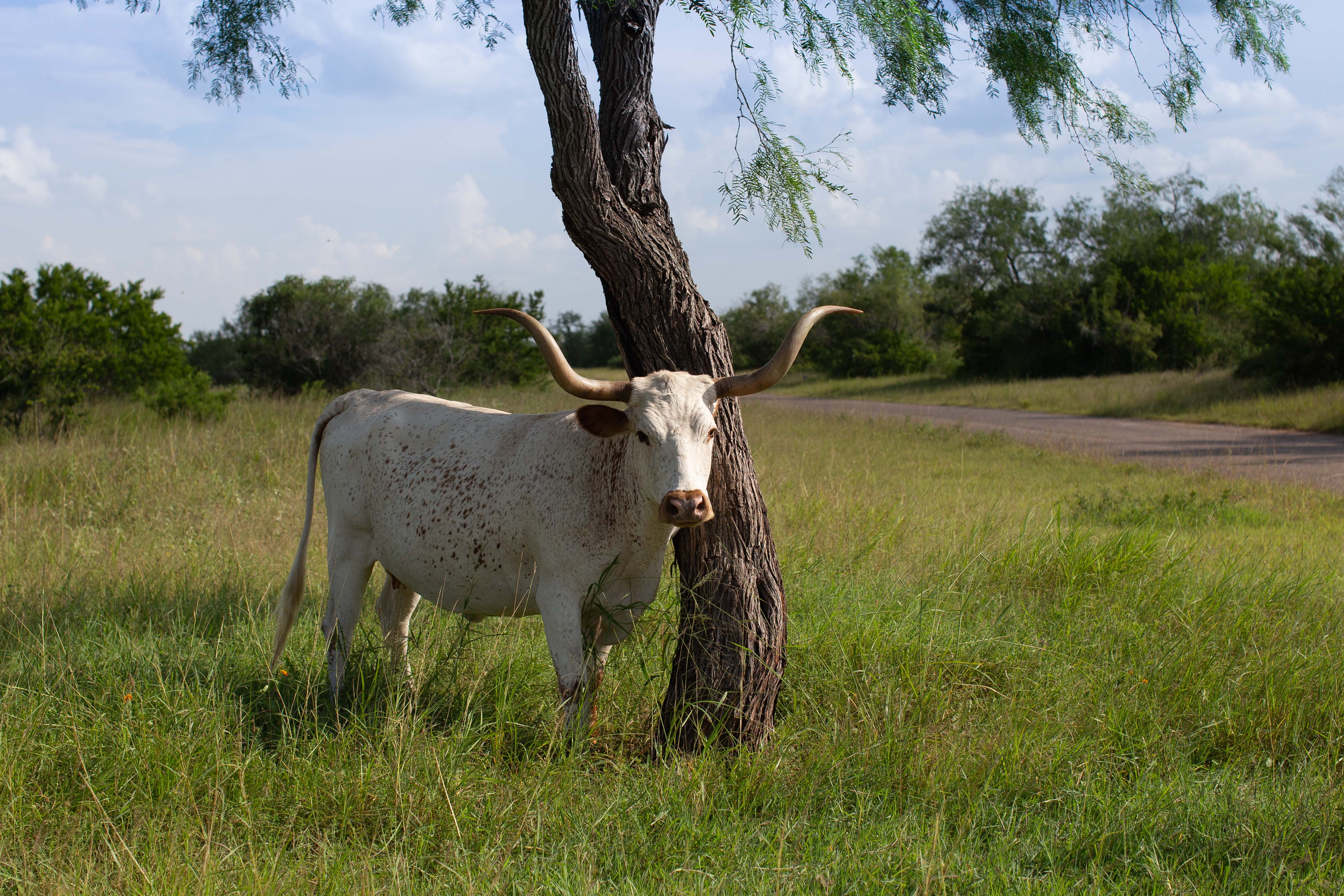 Longhorn – San Vicente Ranch